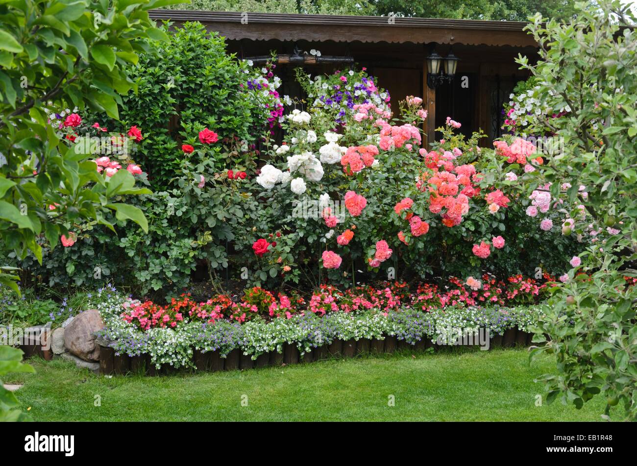 Roses (Rosa), begonias (Begonia) and petunias (Petunia) in front of a ...
