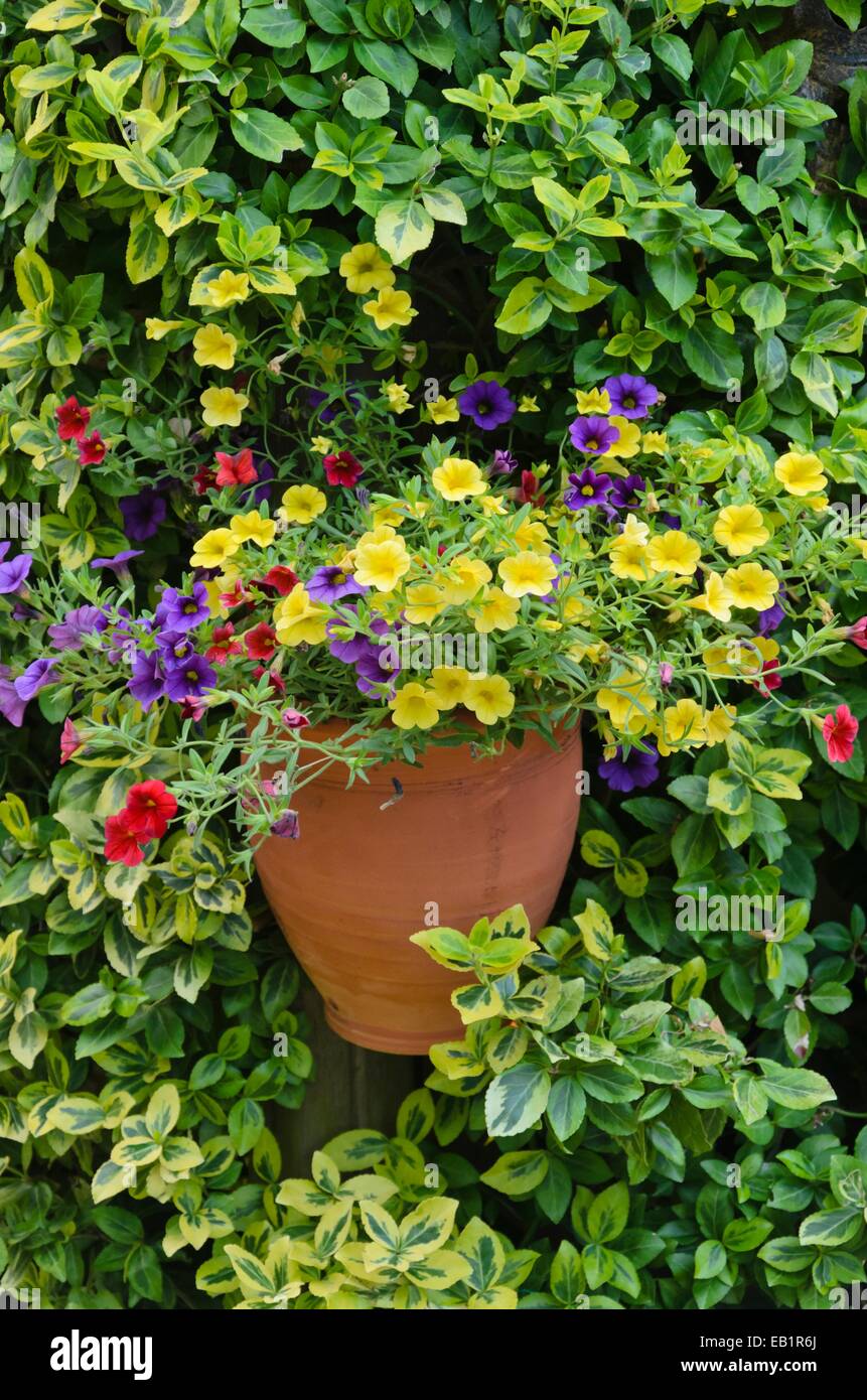 Calibrachoa hi-res stock photography and images - Alamy