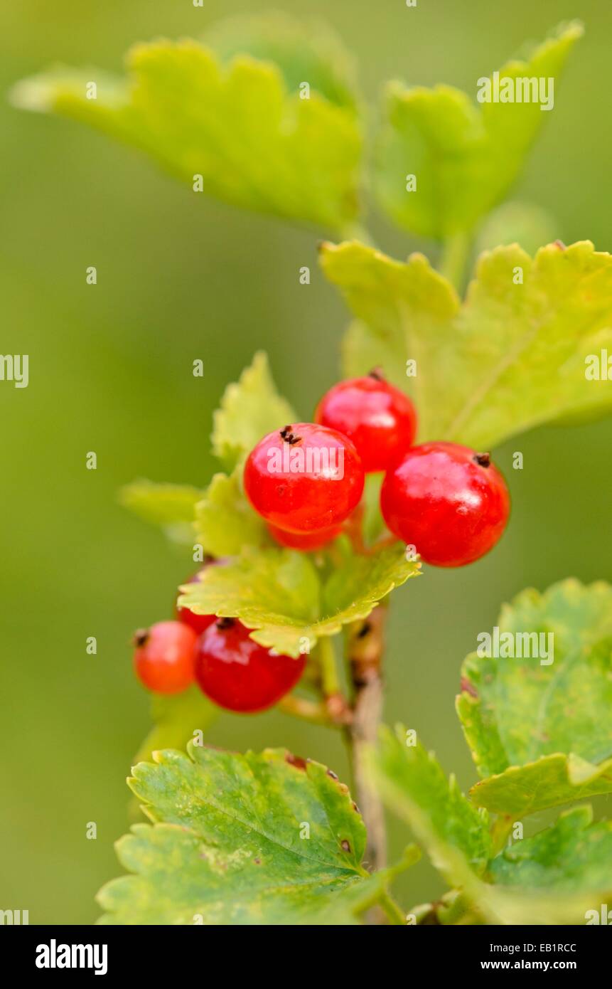 Alpine currant (Ribes alpinum Stock Photo - Alamy