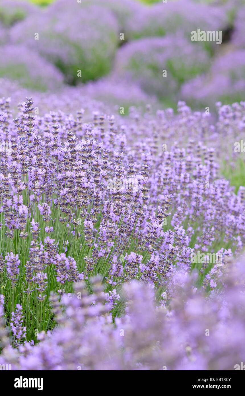 Common lavender (Lavandula angustifolia Stock Photo - Alamy