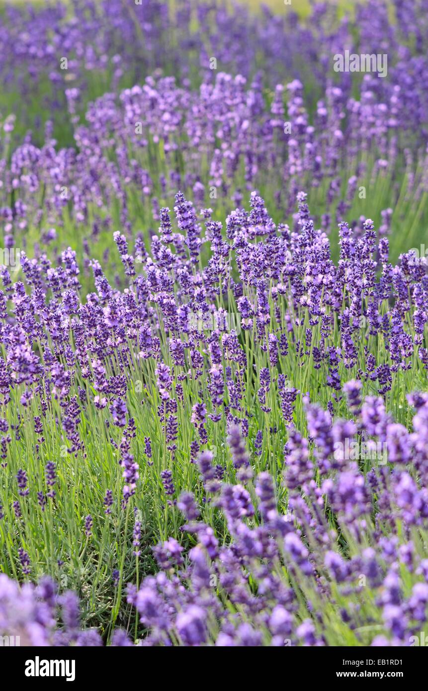 Common lavender (Lavandula angustifolia Stock Photo - Alamy