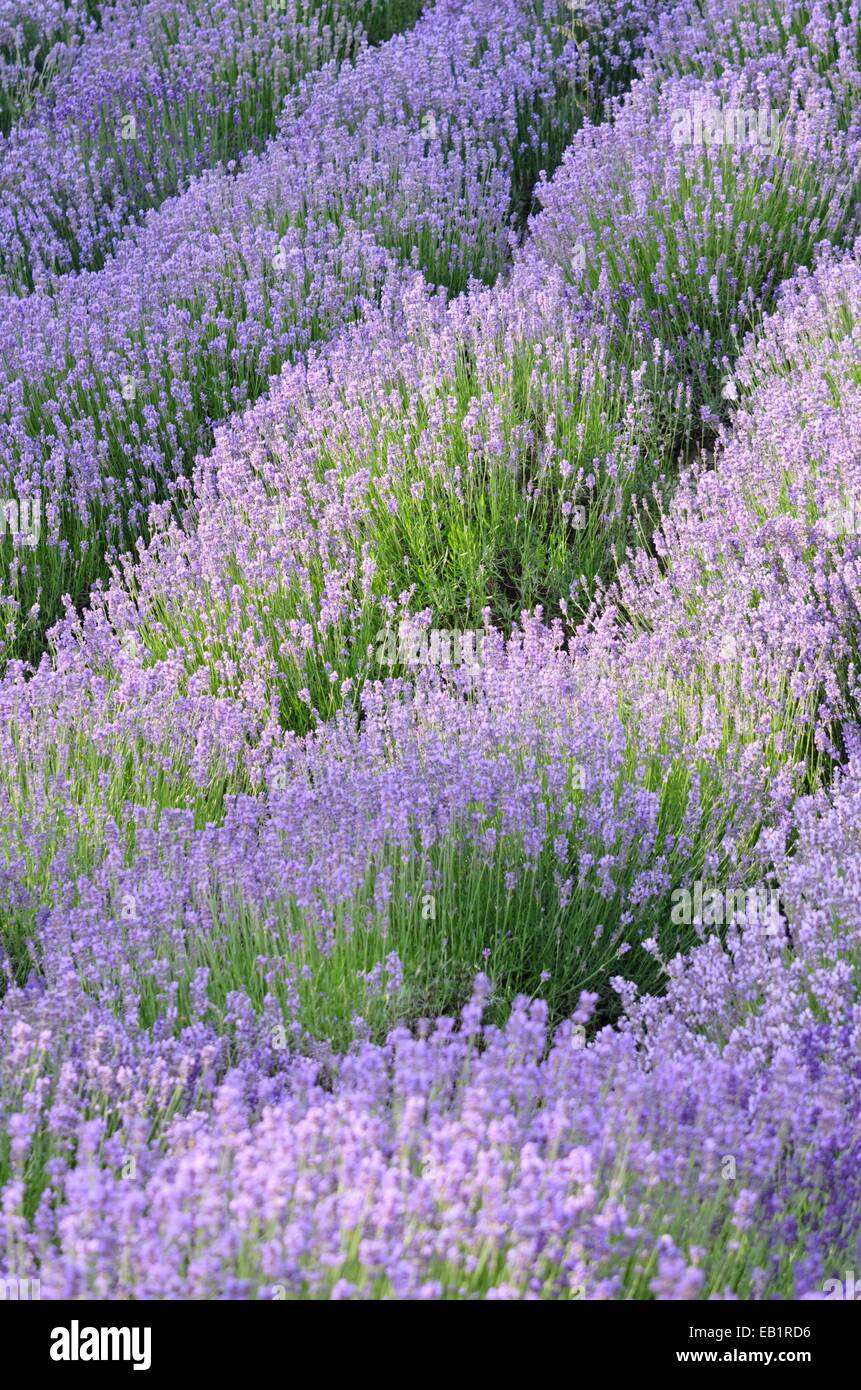 Common lavender (Lavandula angustifolia Stock Photo - Alamy