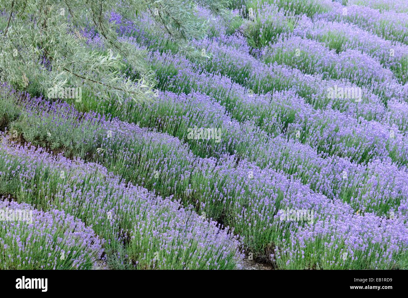 Common lavender (Lavandula angustifolia Stock Photo - Alamy