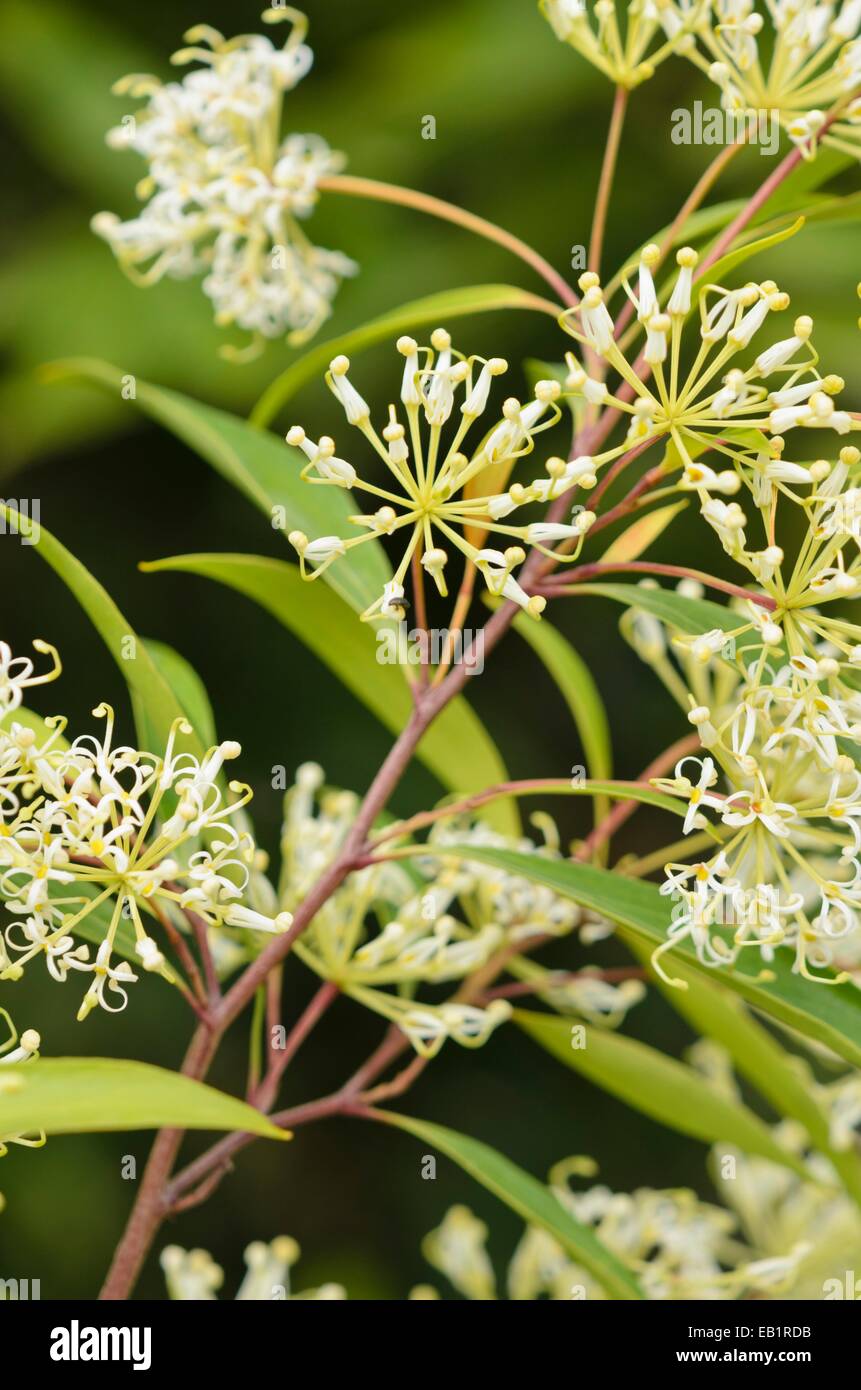 Beefwood Stock Photos & Beefwood Stock Images - Alamy