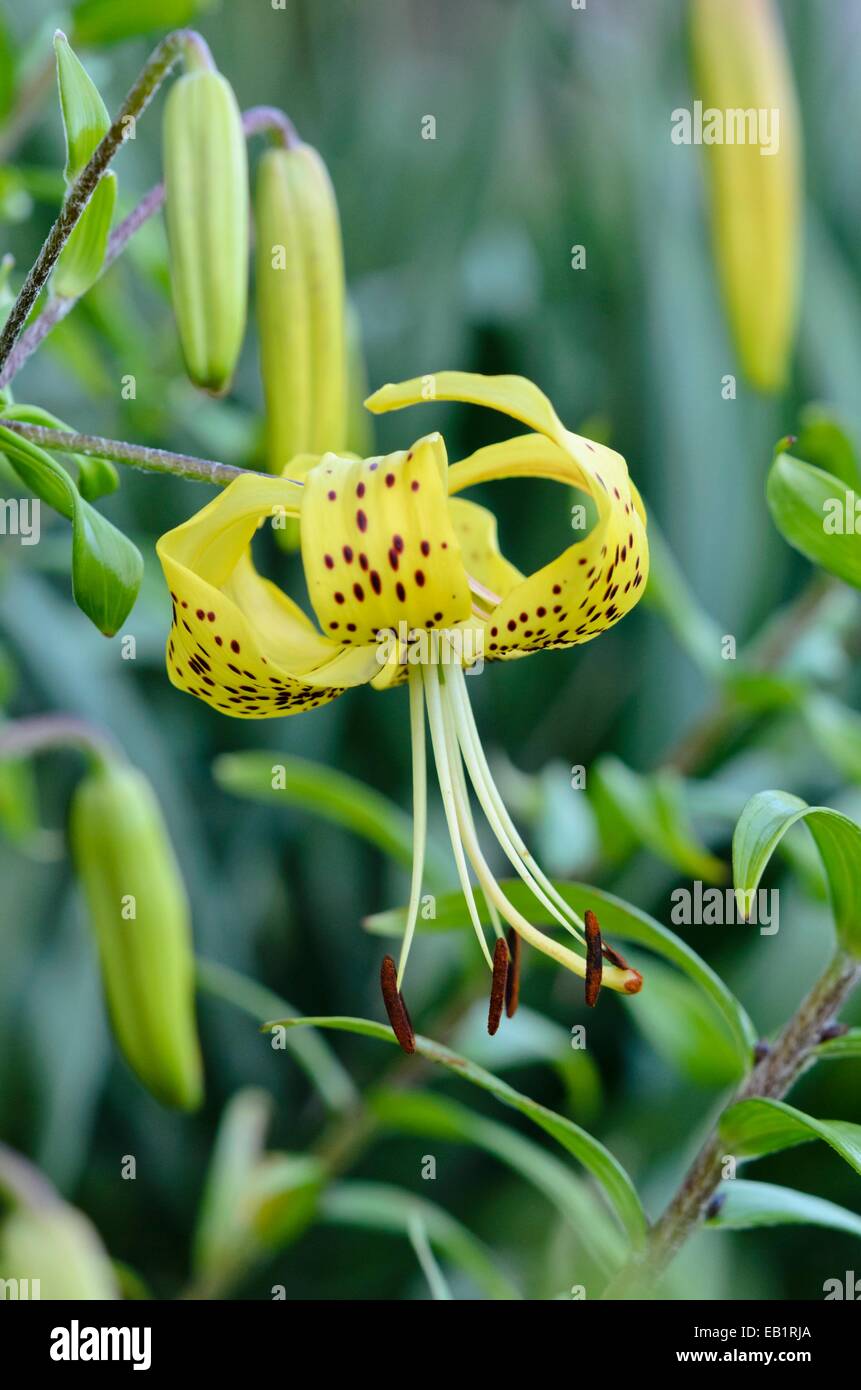 Lily sunshine hi-res stock photography and images - Alamy