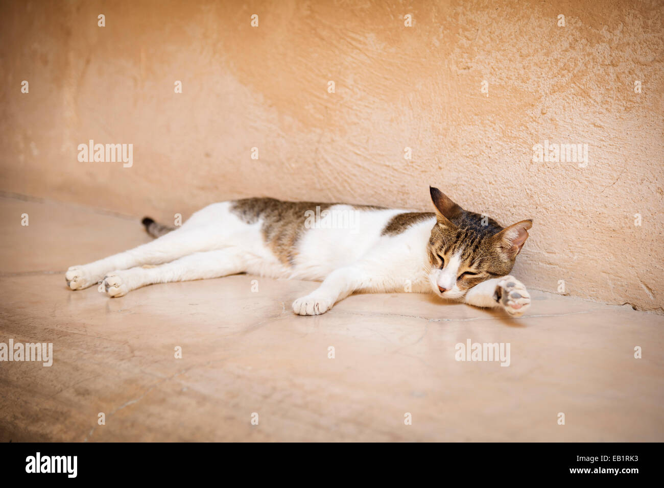 Tired tired cat hi-res stock photography and images - Alamy