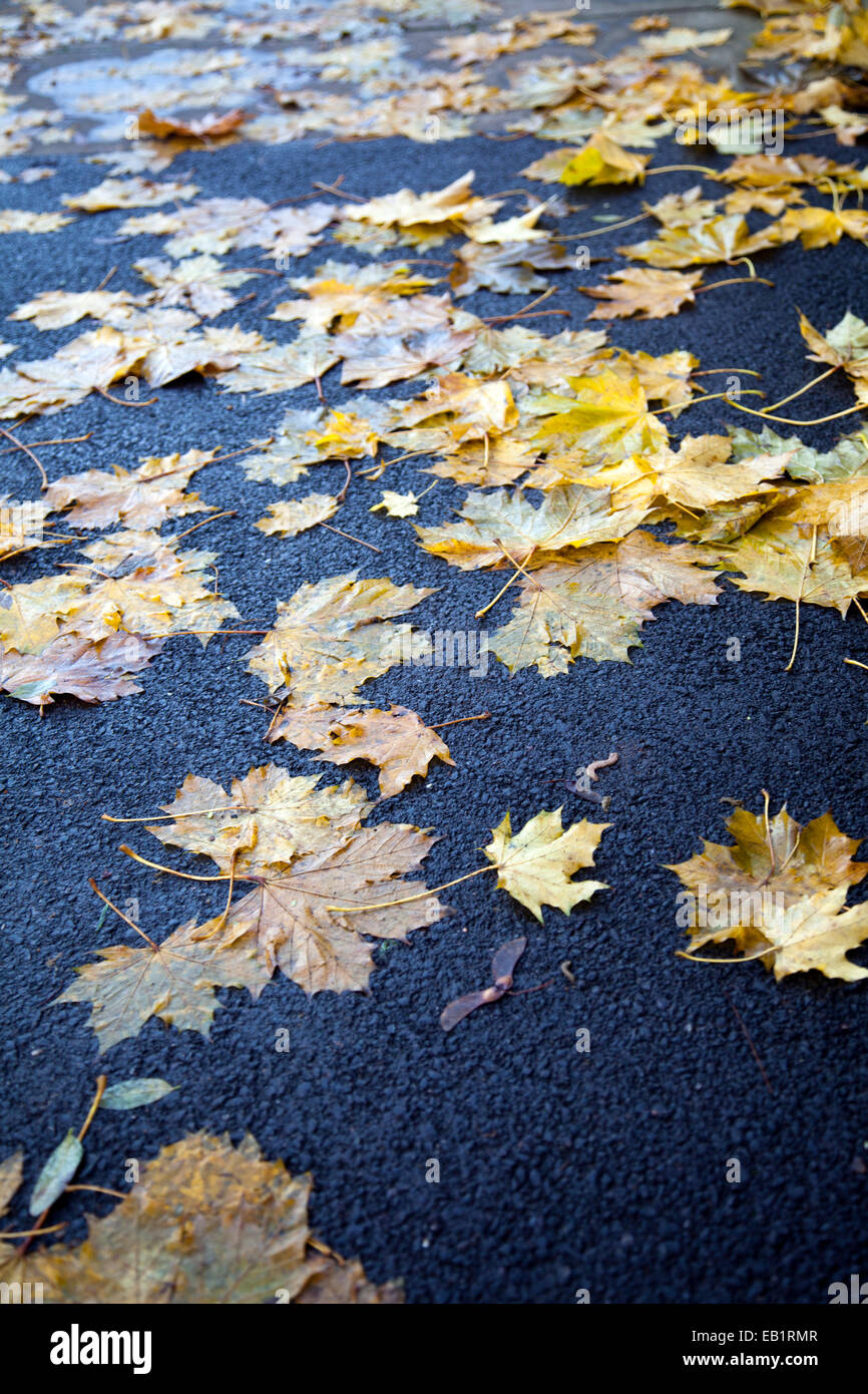 Autumn leaves on wet sidewalk hi-res stock photography and images - Alamy