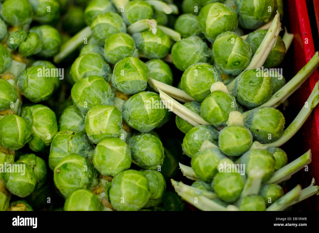 Sprouts growing on stalks, farm fresh at a market stall Stock Photo - Alamy