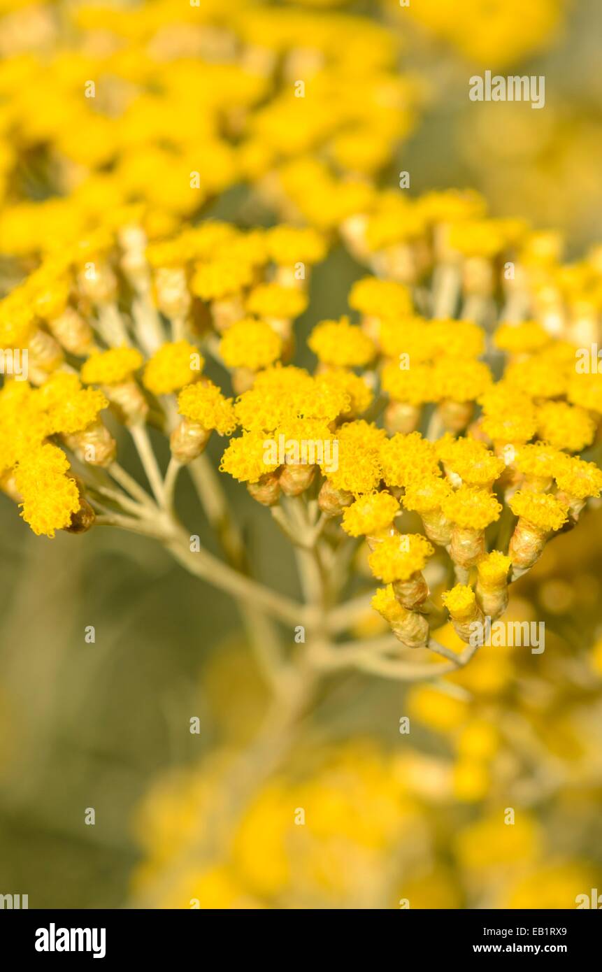 The curry plant hi-res stock photography and images - Alamy