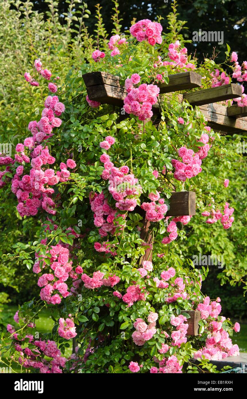 Rose (Rosa) on a trellis Stock Photo - Alamy