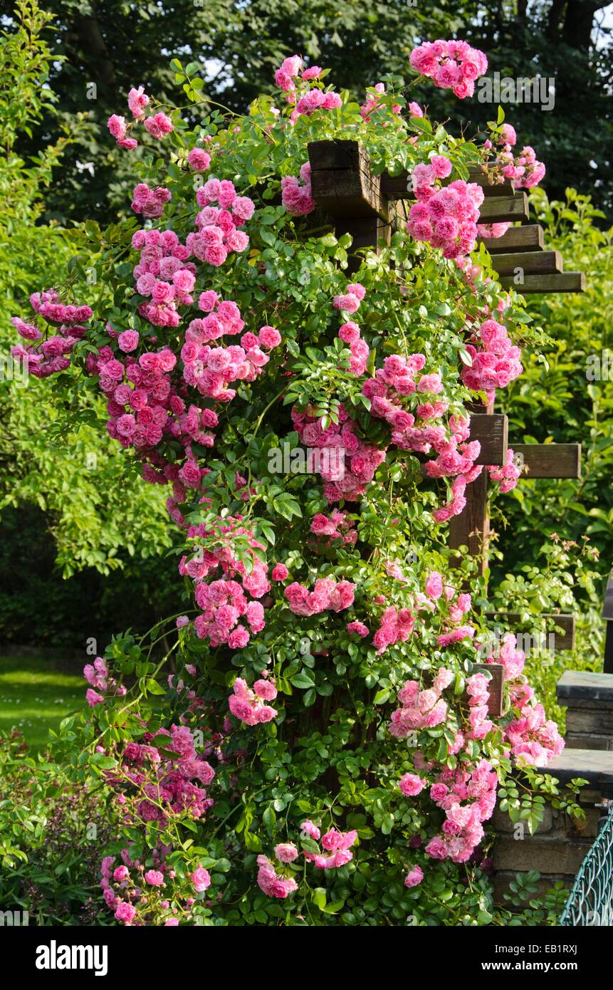 Rose (Rosa) on a trellis Stock Photo - Alamy