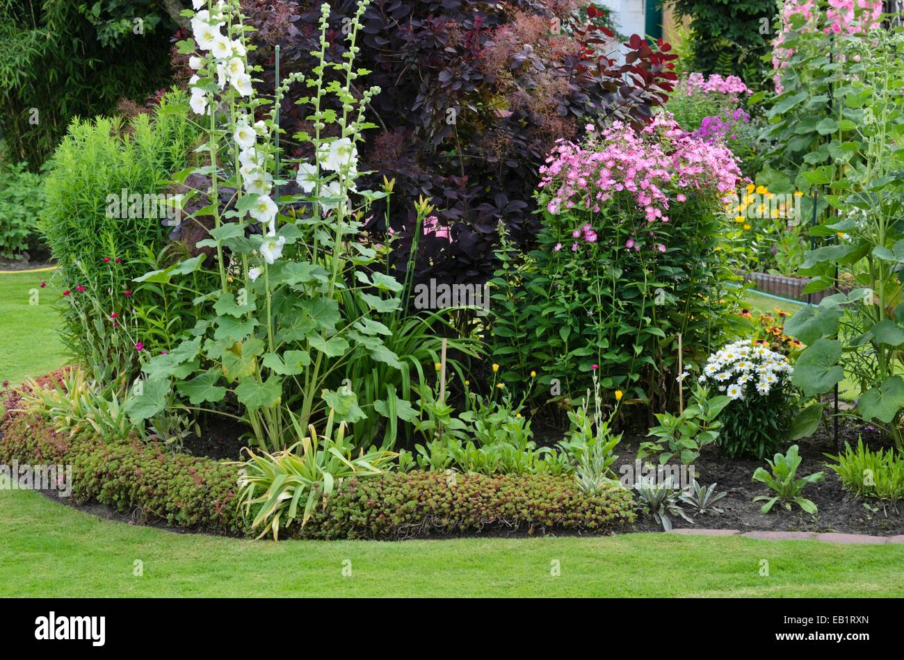 Common hollyhock (Alcea rosea), Eurasian smoke tree (Cotinus coggygria ...