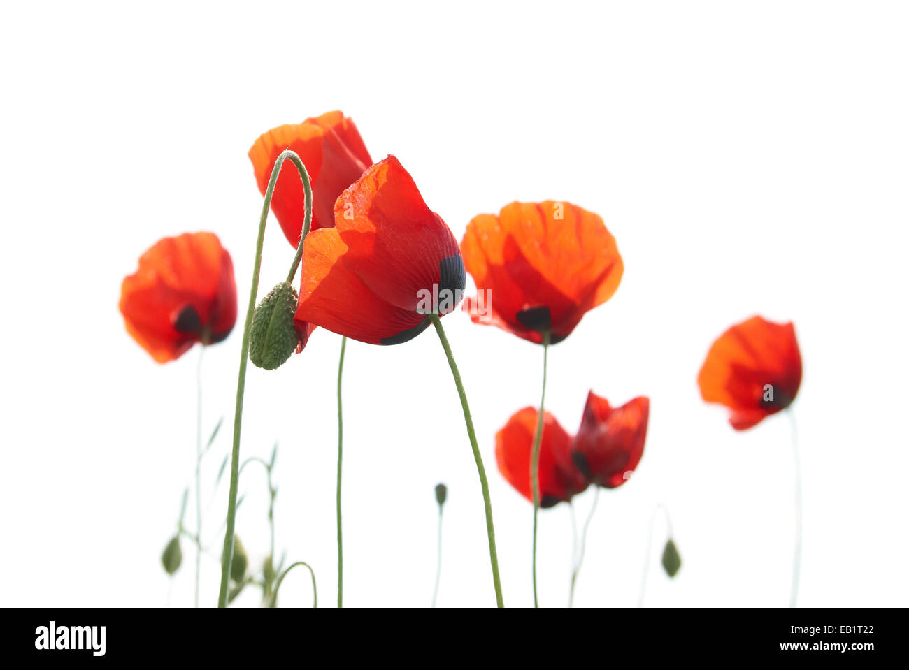 Beautiful red poppies isolated on white background Stock Photo - Alamy