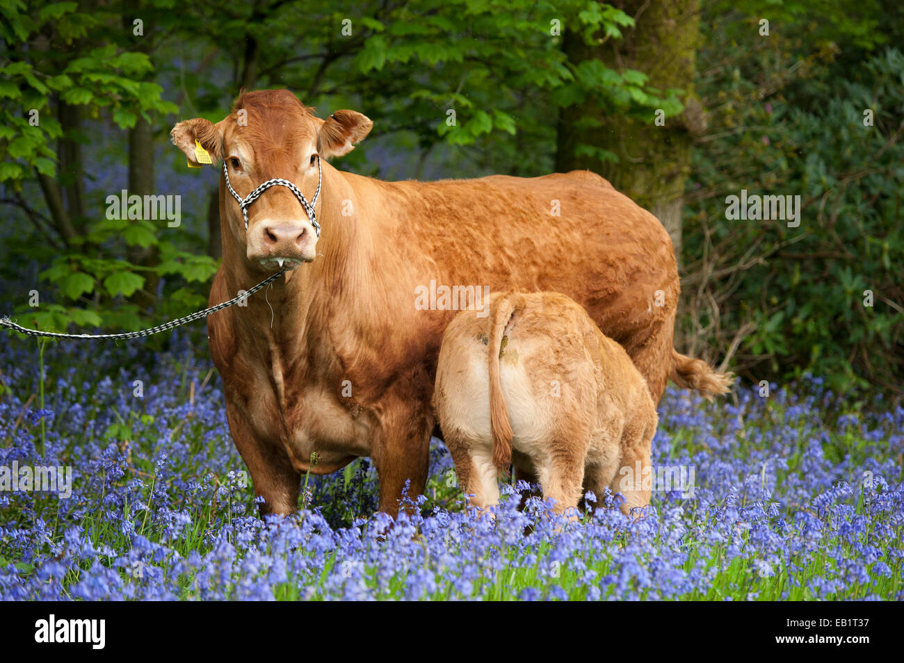 Blebells hi-res stock photography and images - Alamy