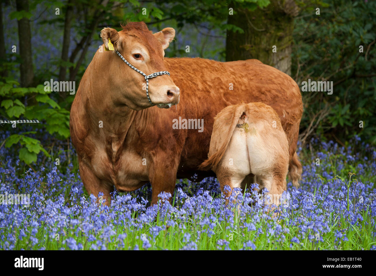 Limousin cow with bull calf in a woodland glade full of bluebell ...