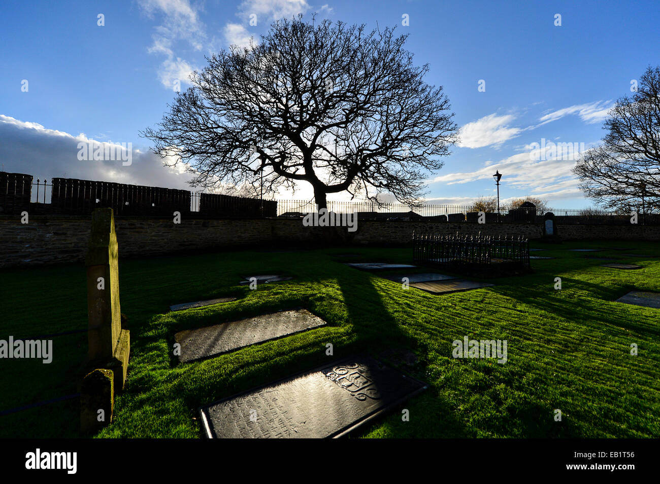 Silhouetted Oak Trees High Resolution Stock Photography and Images - Alamy