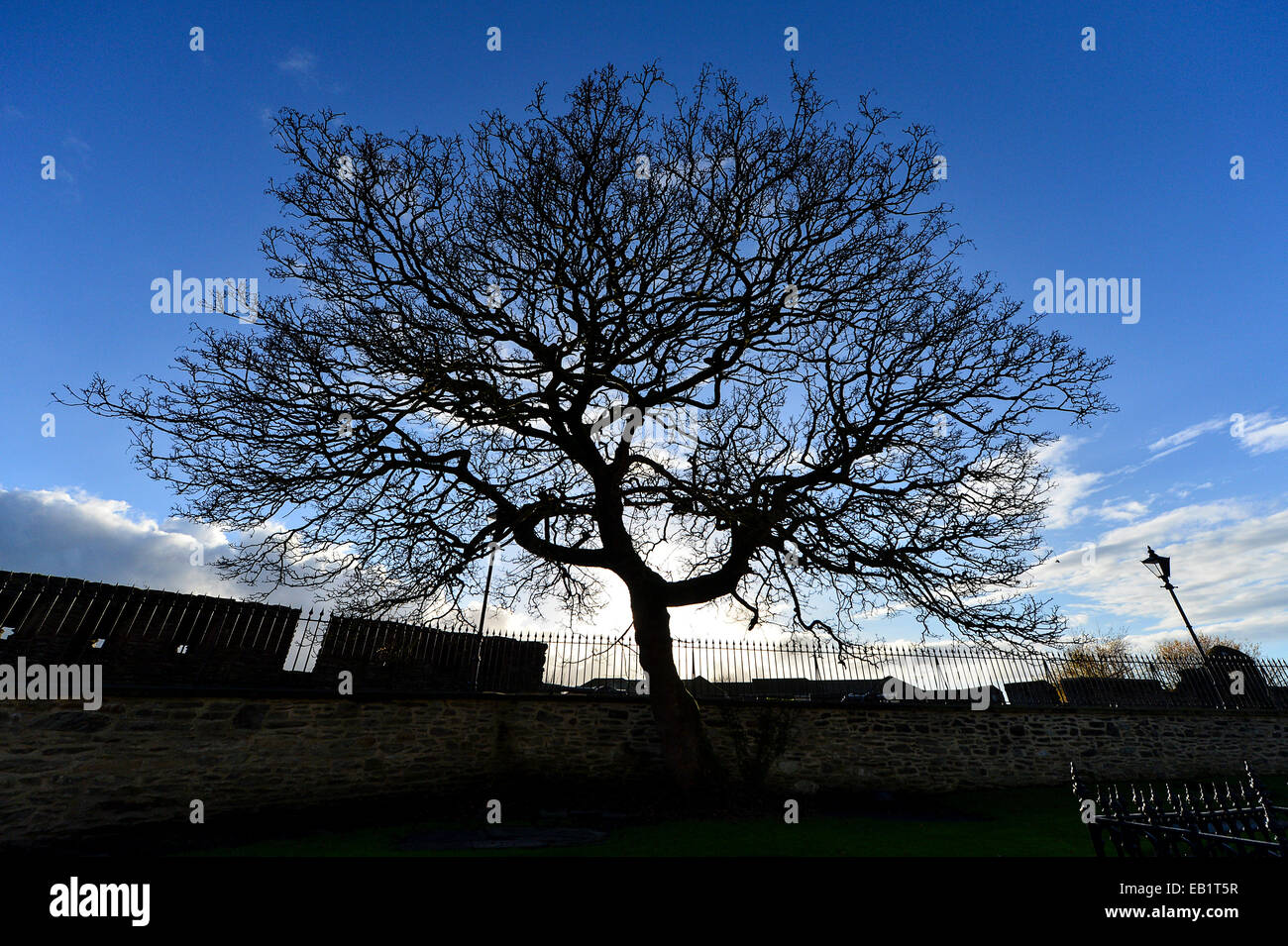 Oak tree, in grave yard, silhouetted against the winter sun. Photo ...