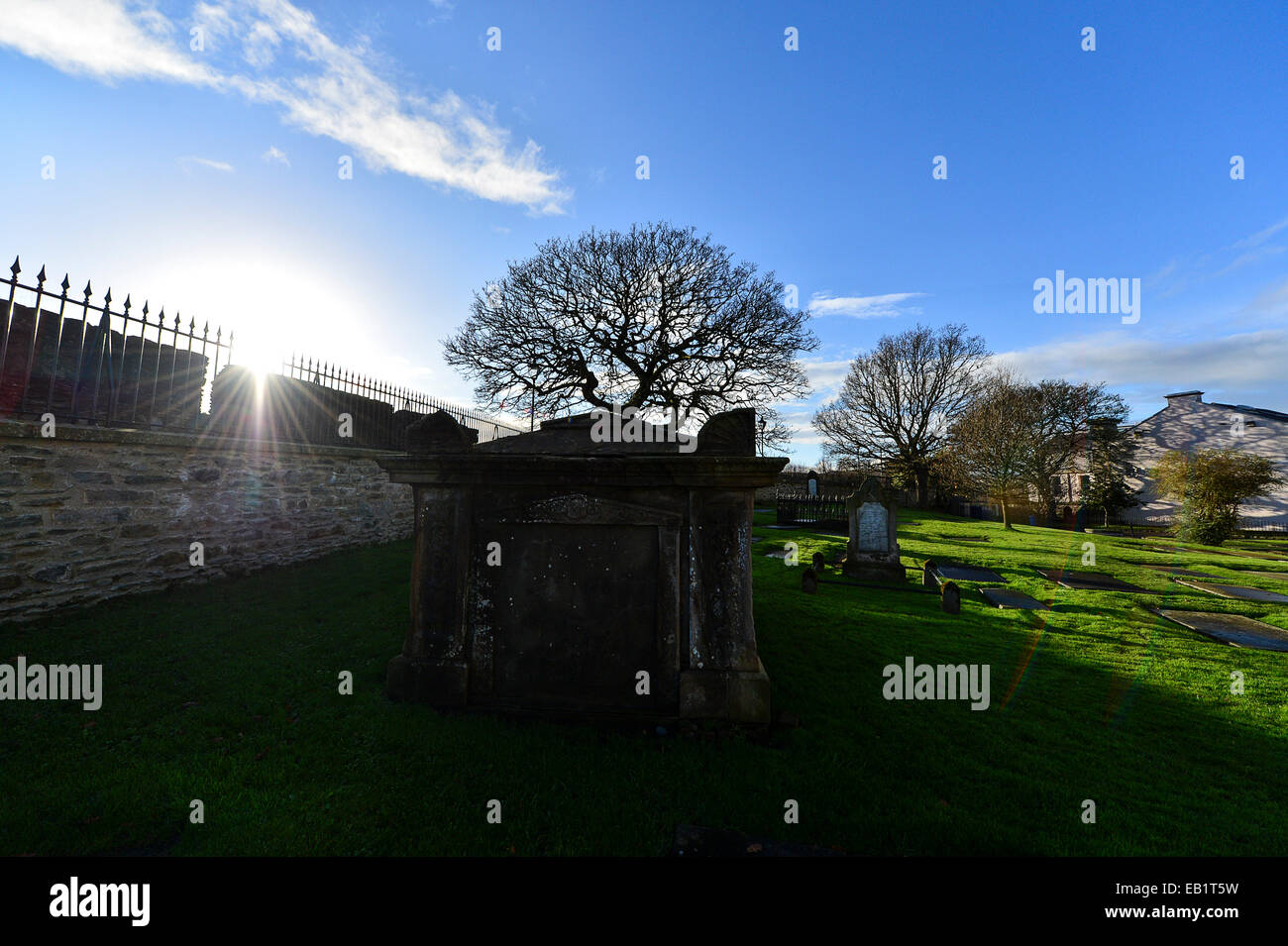 Oak trees, in grave yard, silhouetted against the winter sun. Photo ...