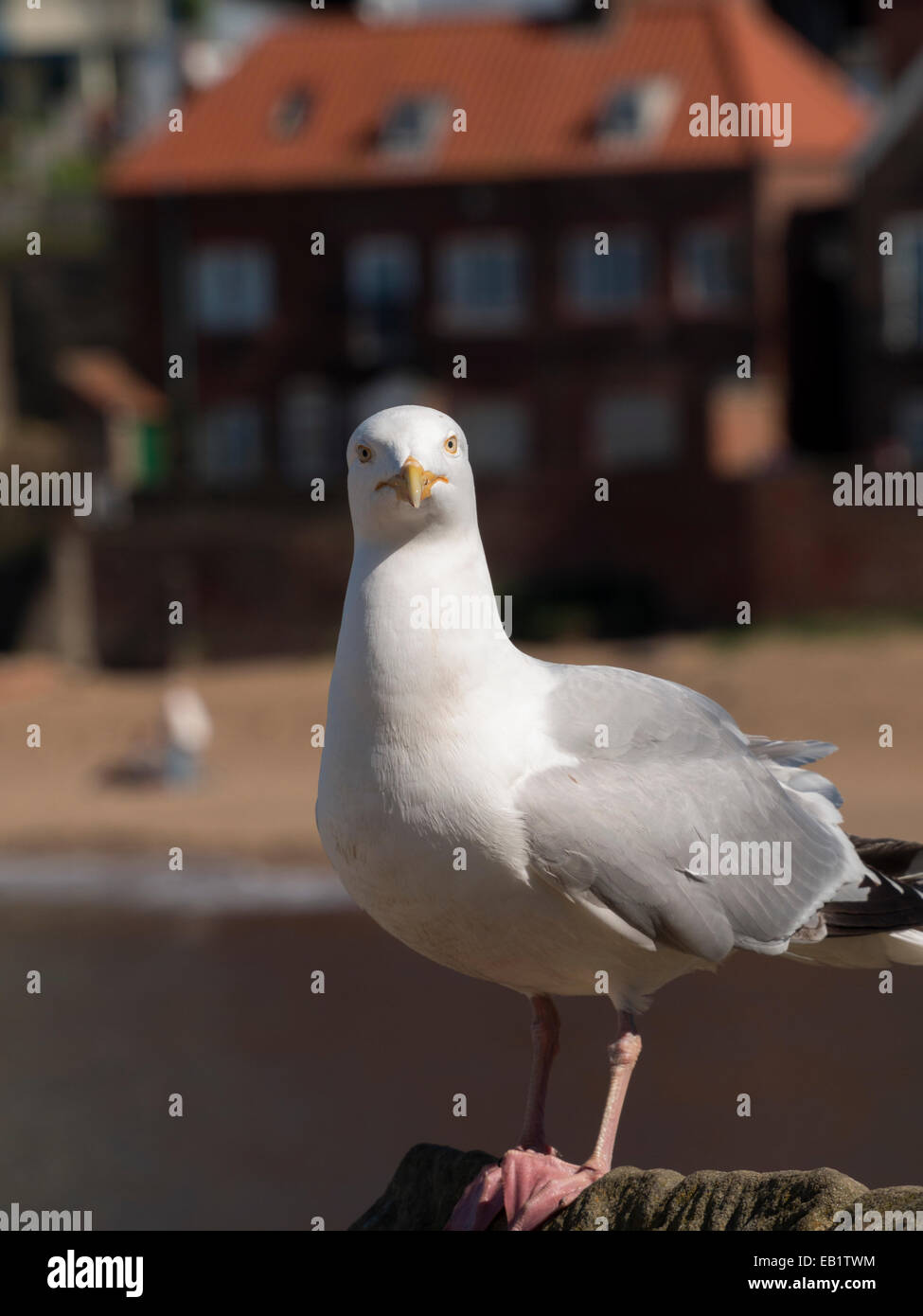 Seagull, family Laridae, Whitby, Yorkshire Britain Stock Photo - Alamy