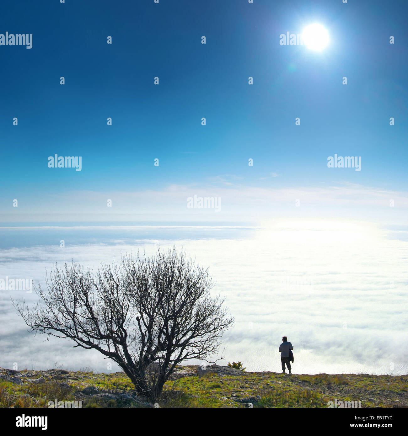 Lonely tree with clouds and blue sunny sky Stock Photo - Alamy