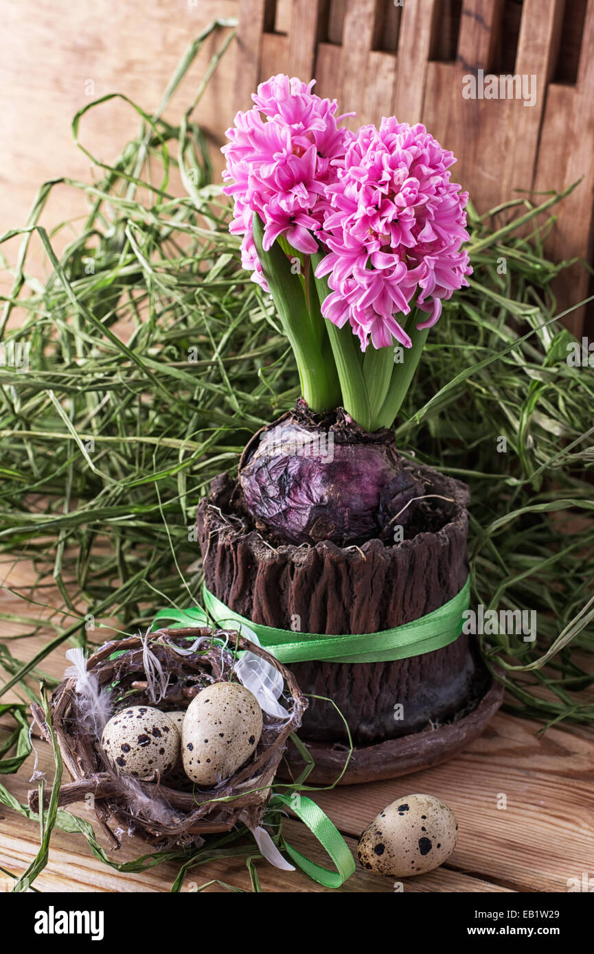 blossoming spring flower hyacinth Stock Photo - Alamy