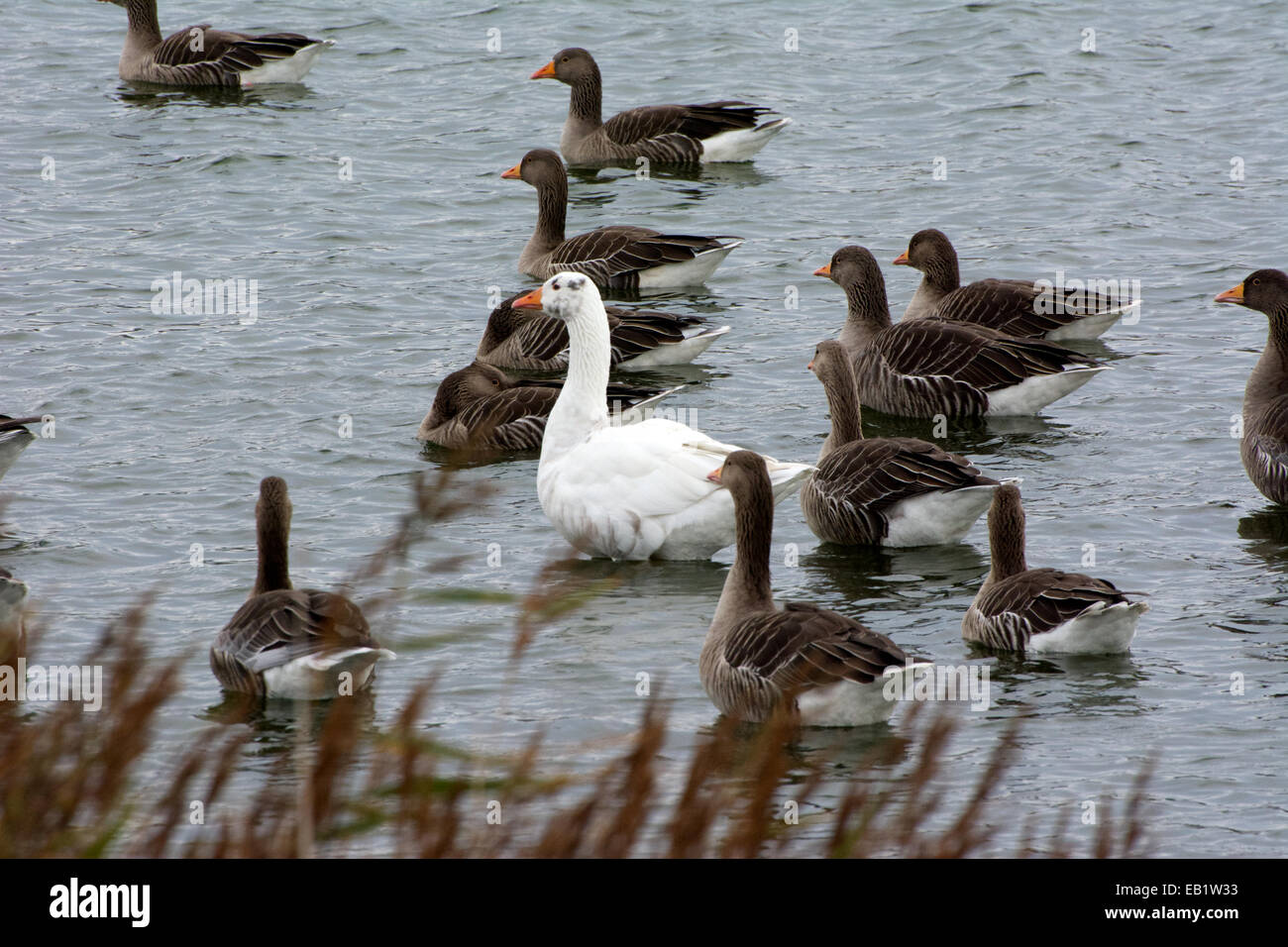 One white goose is integrated into the normal patterned flock Stock ...