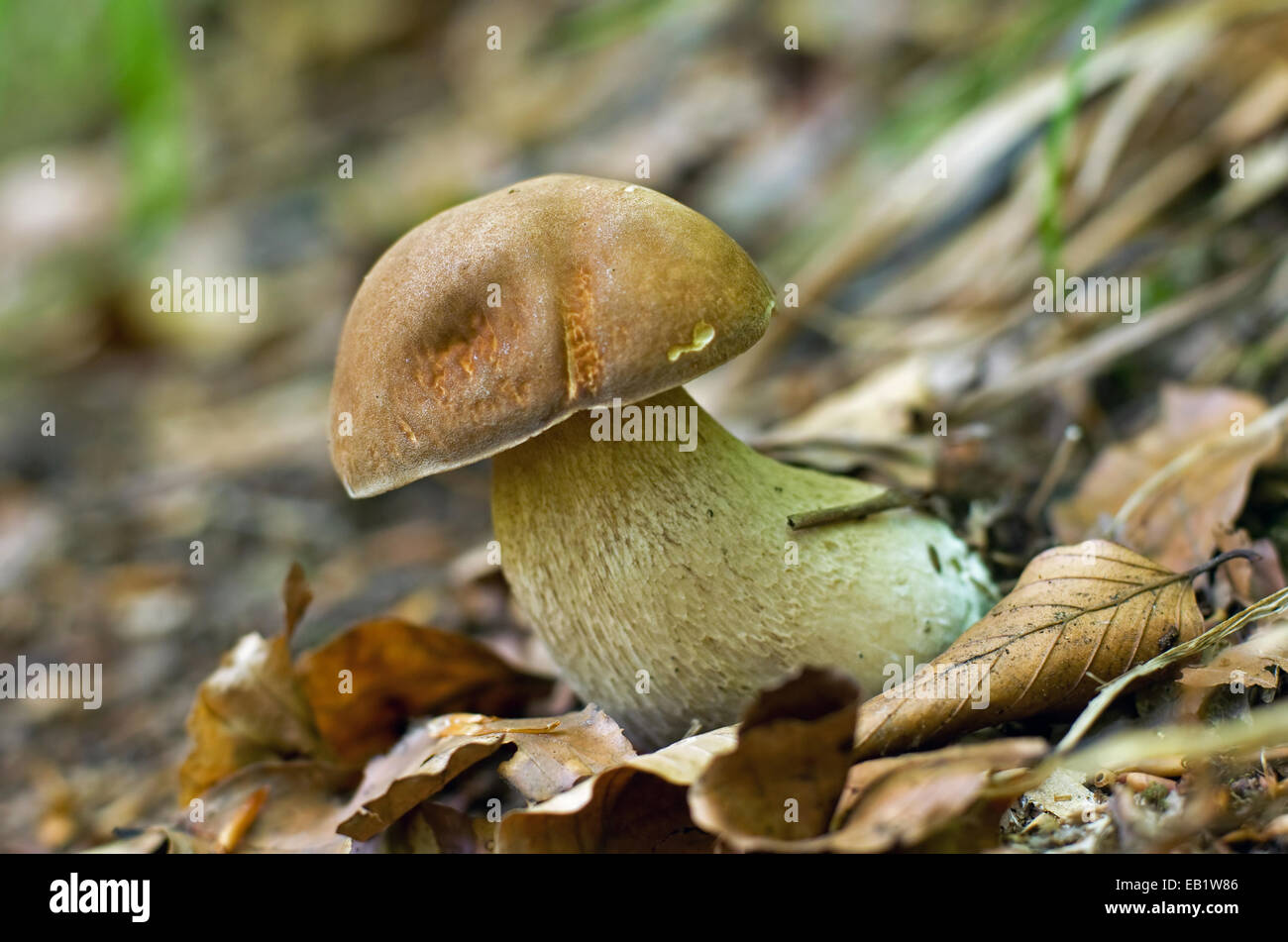 Cep mushroom hi-res stock photography and images - Alamy