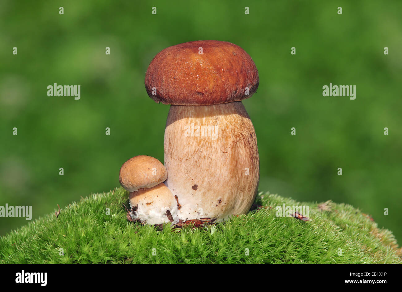 Two ceps growing from moss Stock Photo - Alamy