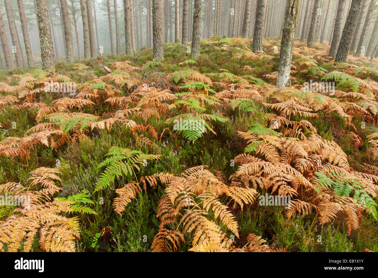 Bracken in forest hi-res stock photography and images - Alamy