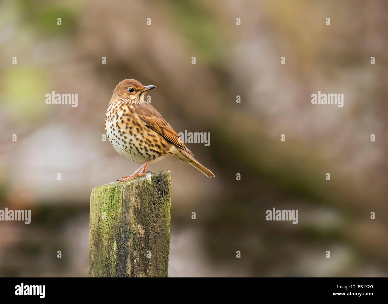 Scottish song bird hi-res stock photography and images - Alamy