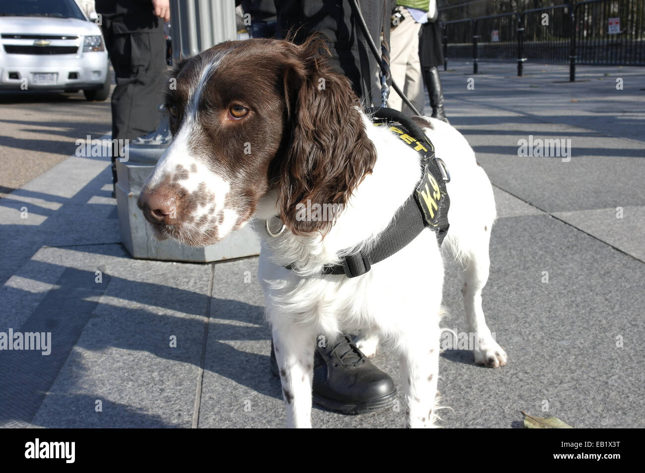 K9 security hi-res stock photography and images - Alamy