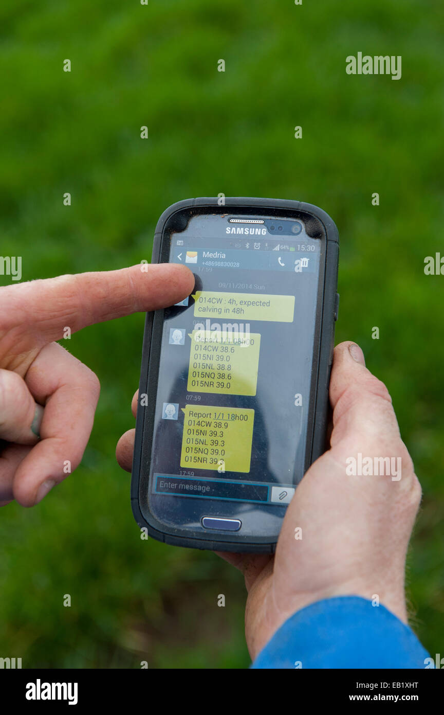 Farmer recieving text message from electronic thermometer, letting him ...