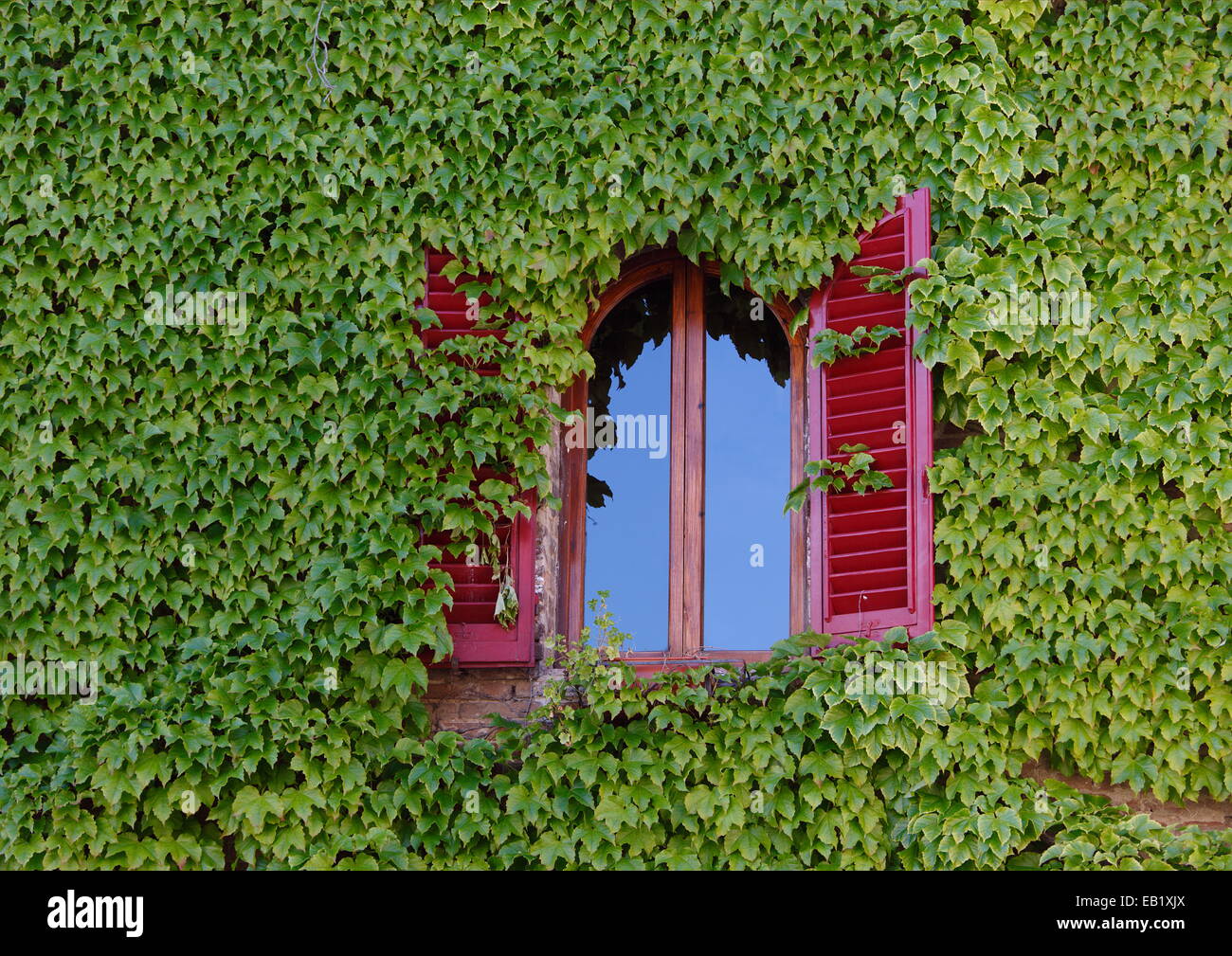 Europe italy tuscany red ivy hi-res stock photography and images - Alamy