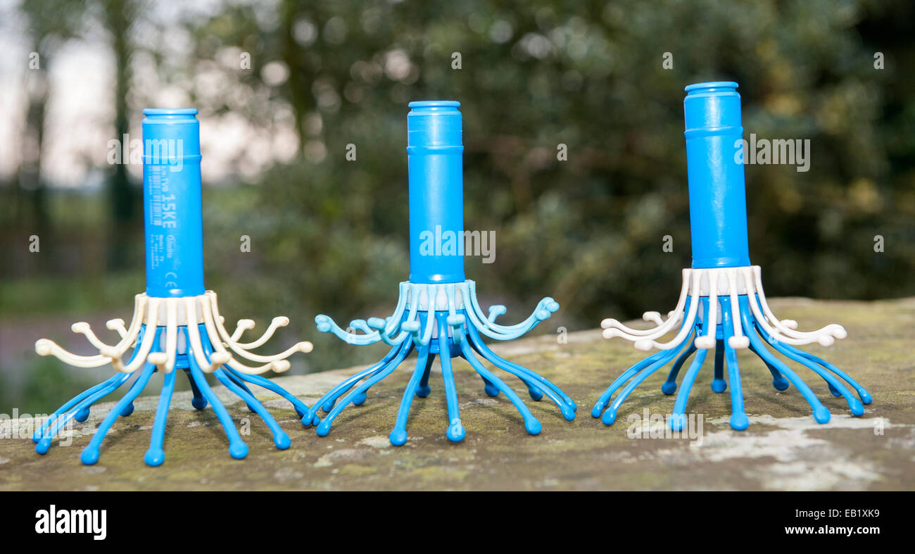 electronic calving thermometer, which is placed inside the cow and ...