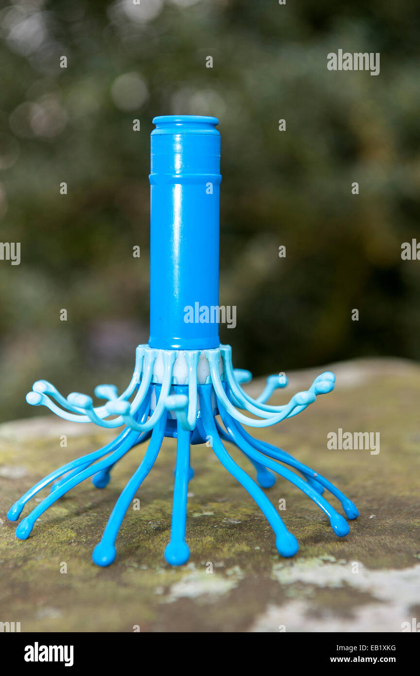 electronic calving thermometer, which is placed inside the cow and ...