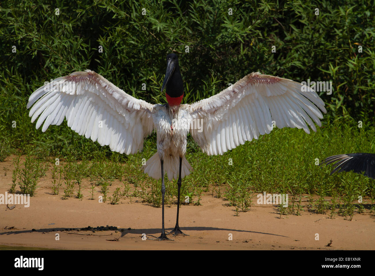Jabiru Stork (Jabiru mycteria Stock Photo - Alamy