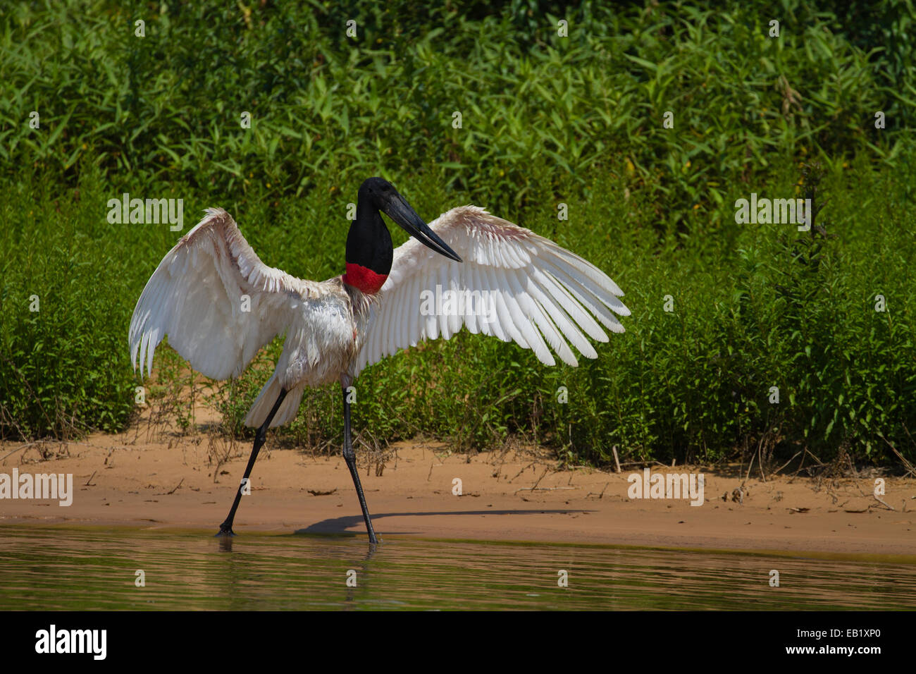 Jabiru Stork (Jabiru mycteria Stock Photo - Alamy