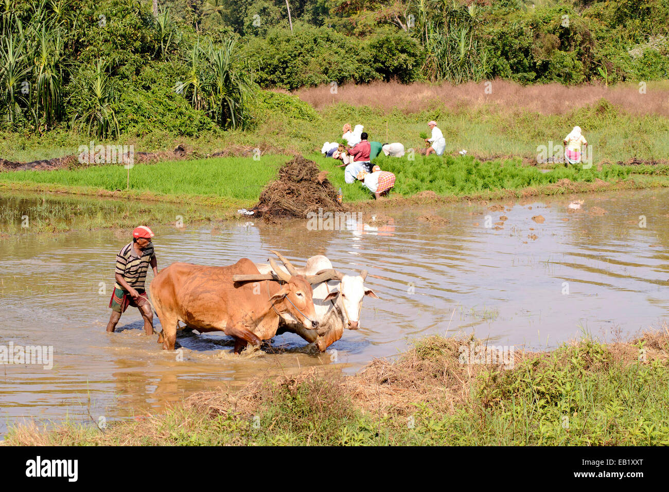 Ploughing the fields Stock Photo - Alamy