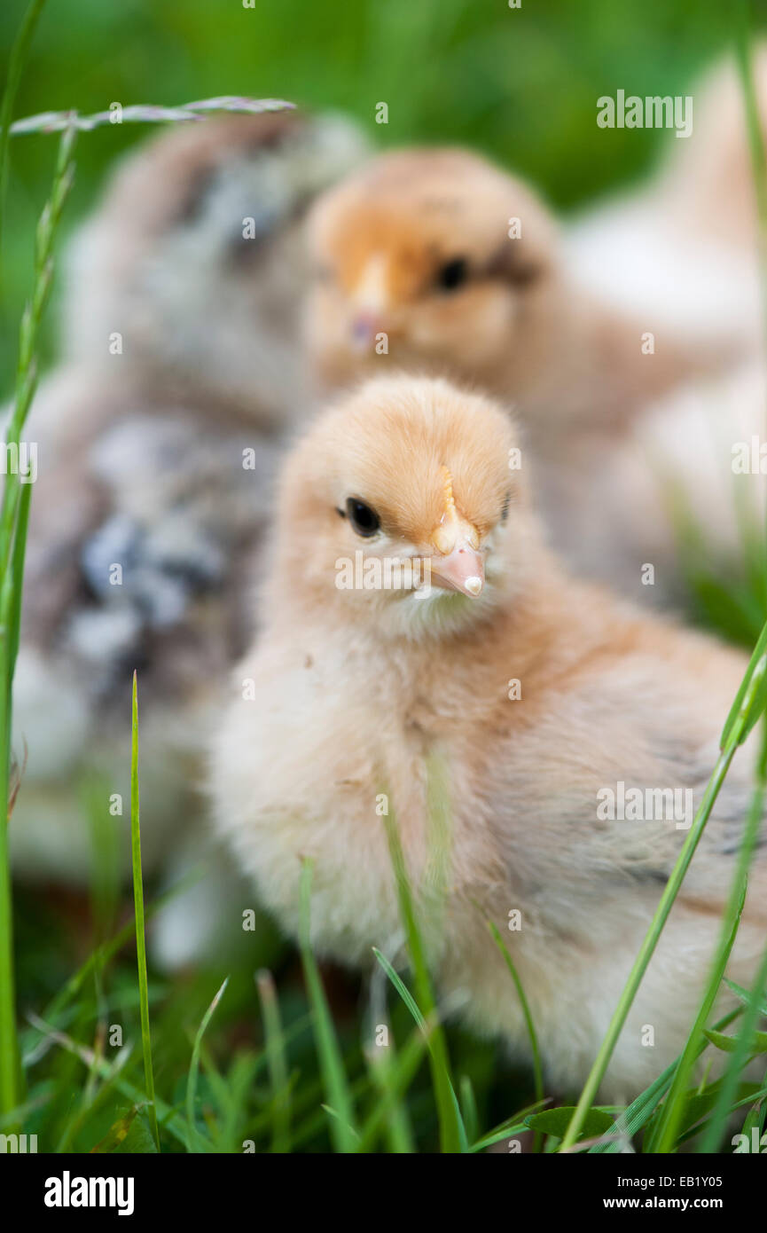 Chicks on grass hi-res stock photography and images - Alamy