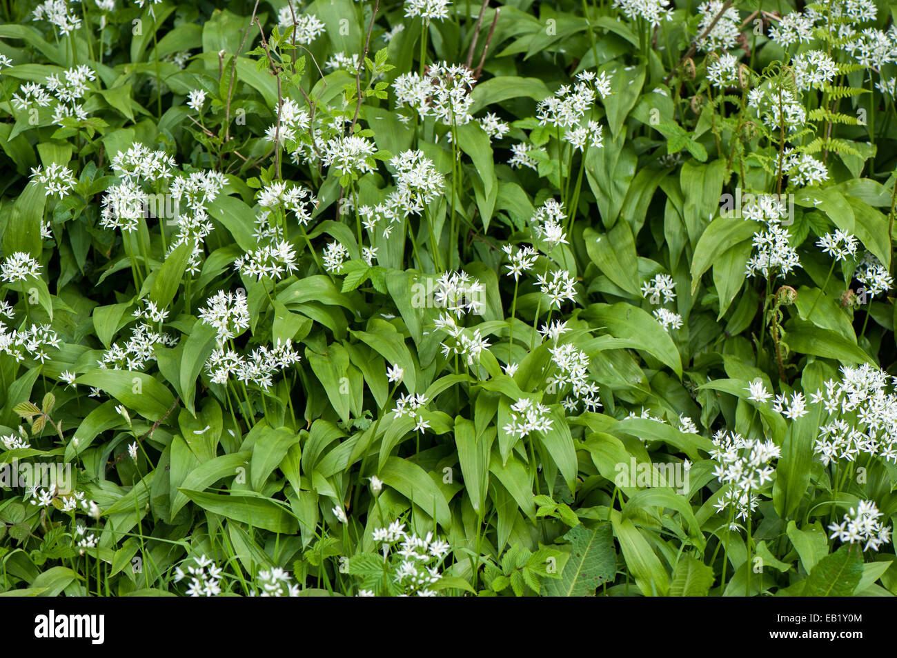 Wild Garlic or Ramsons (Allium ursinum) in flower, growing damp ...