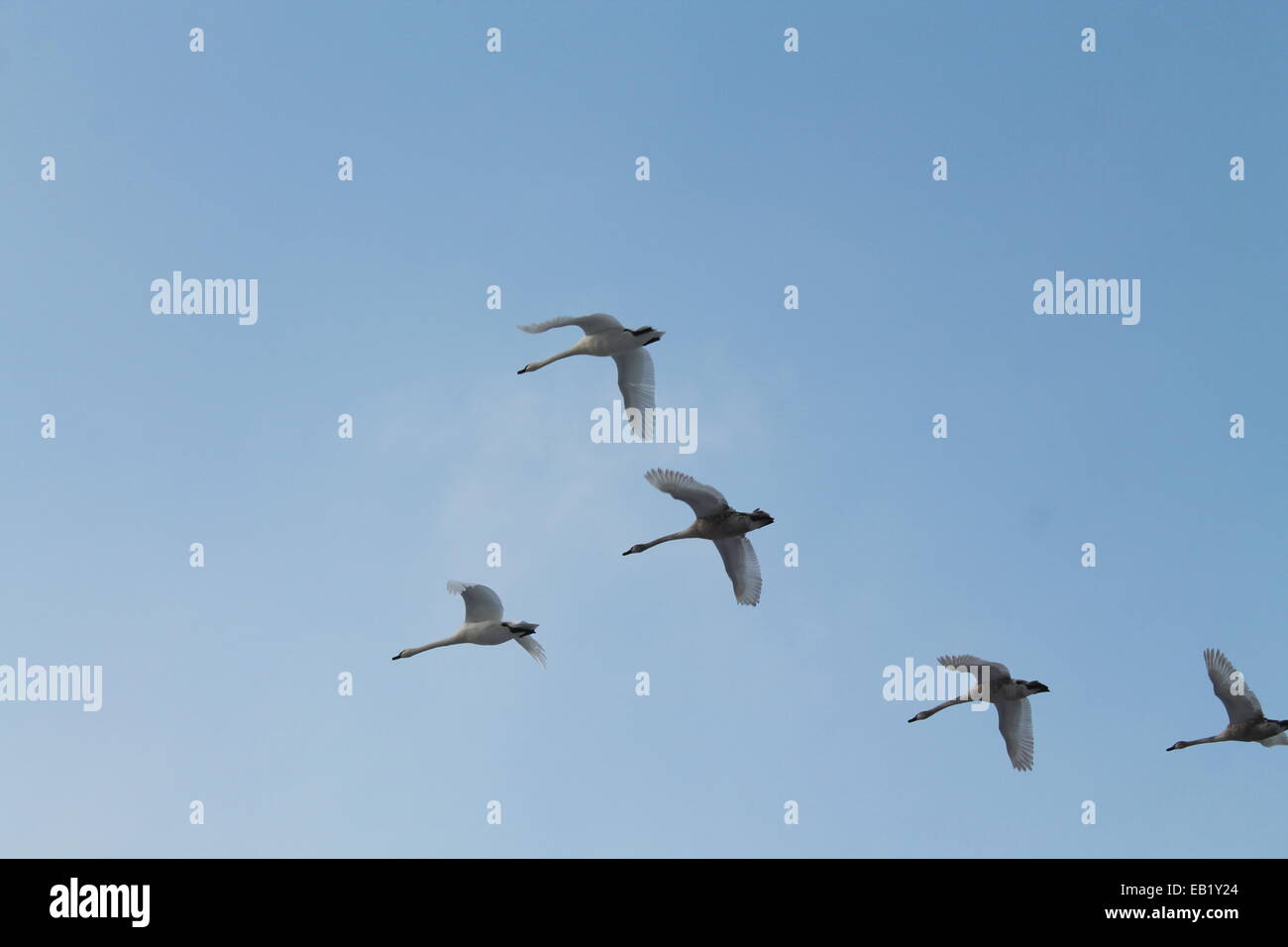flock of white wild swan free fly into the blue sky Stock Photo - Alamy