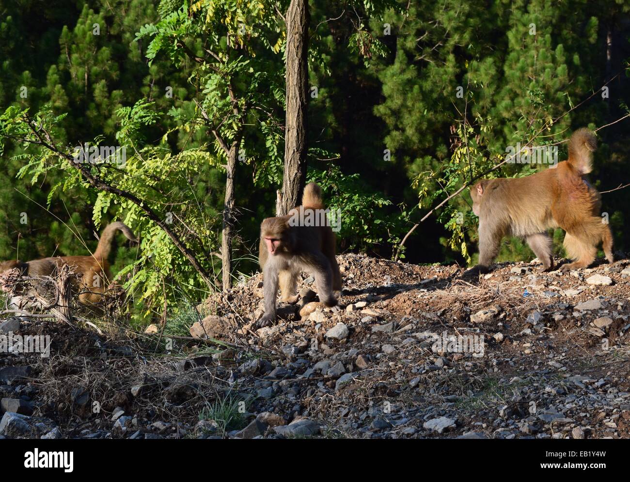 Three monkeys enjoying the sun Stock Photo - Alamy