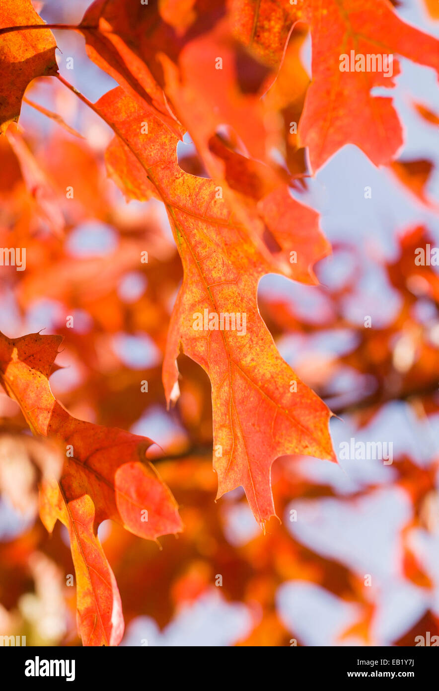 Scarlet Oak High Resolution Stock Photography and Images - Alamy