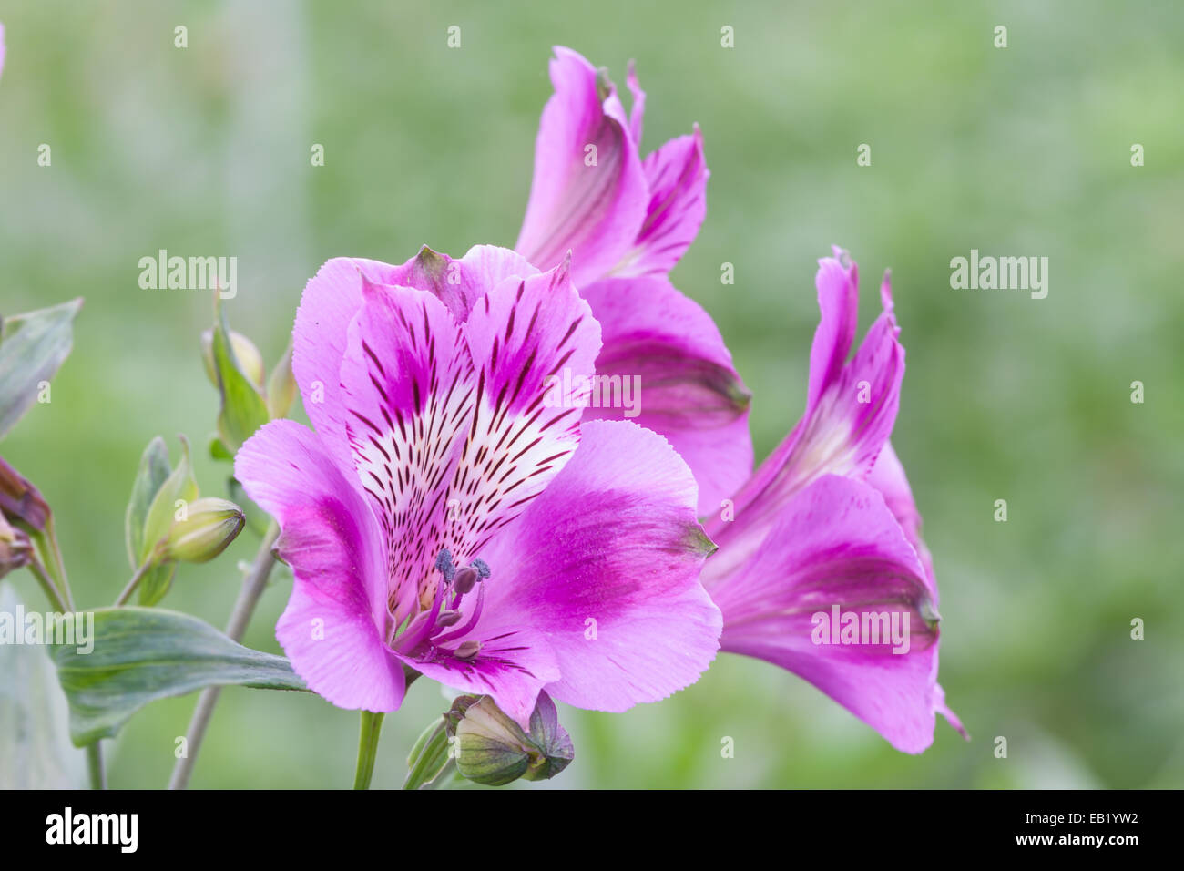 Purple flowering alstroemeria in a Dutch greenhouse with selective ...