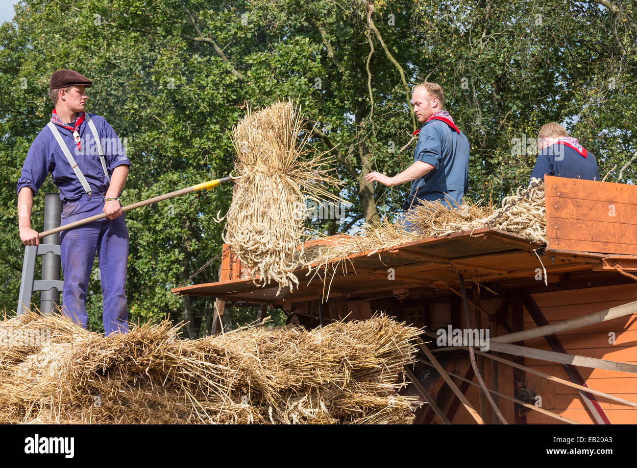 Farmers loading hay at a traditional hay-wagon during the agricultural ...