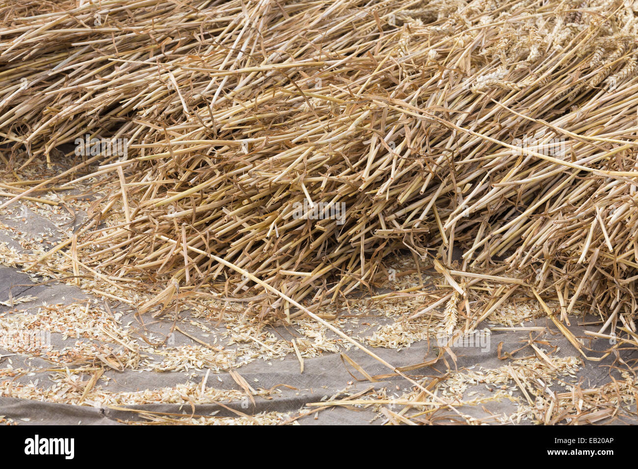 Threshing oats hi-res stock photography and images - Alamy