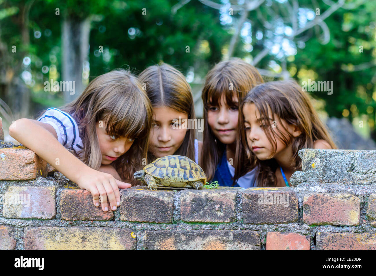 Turtle game for kids hi-res stock photography and images - Alamy