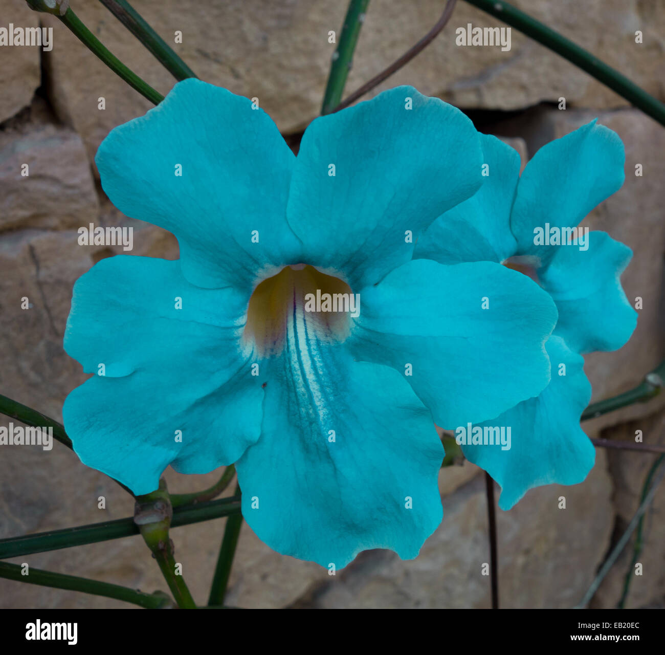 Flower turquoise blue background hi-res stock photography and images ...