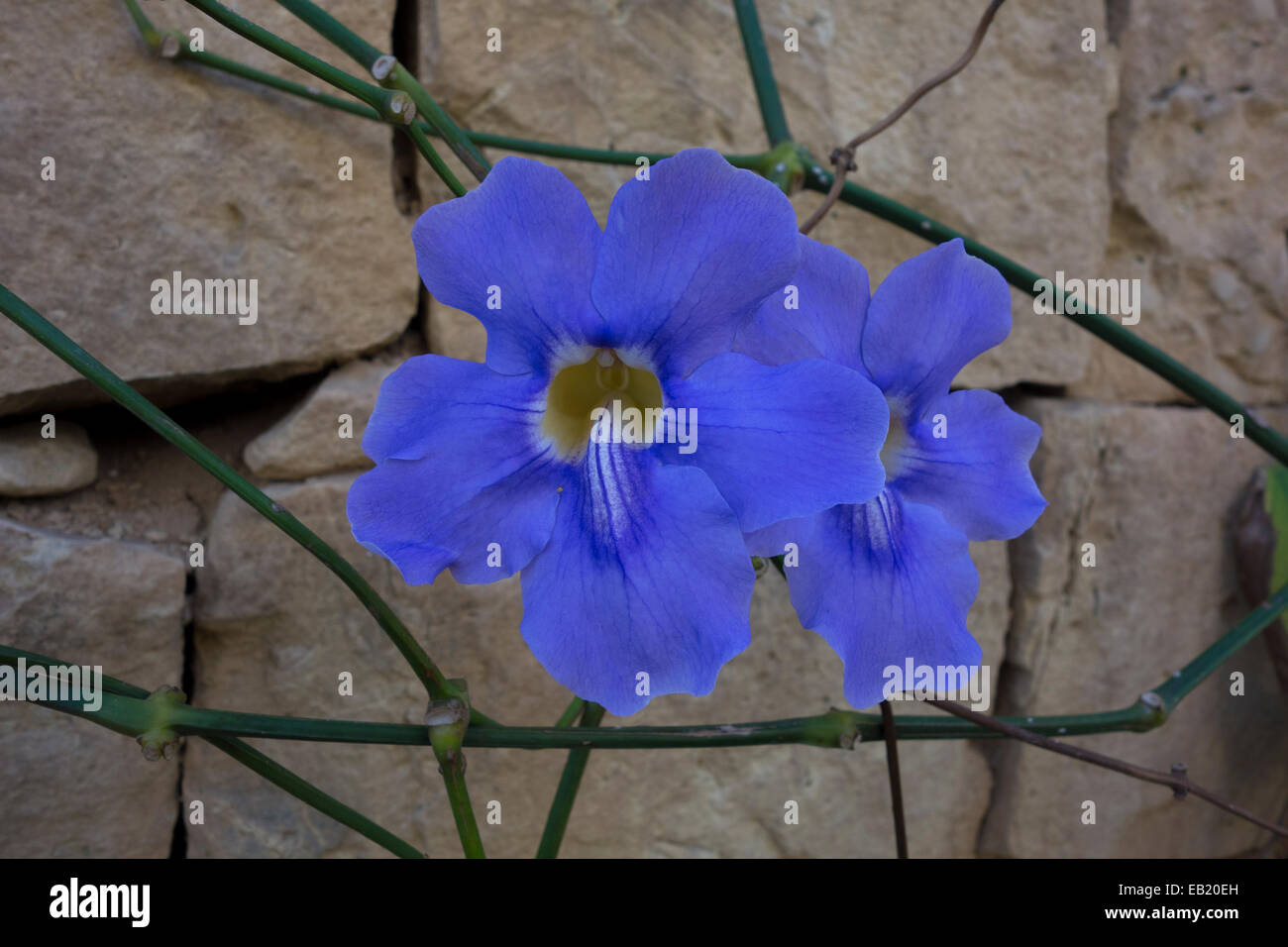 Blue flower from the Mediterranean, Malta Stock Photo - Alamy