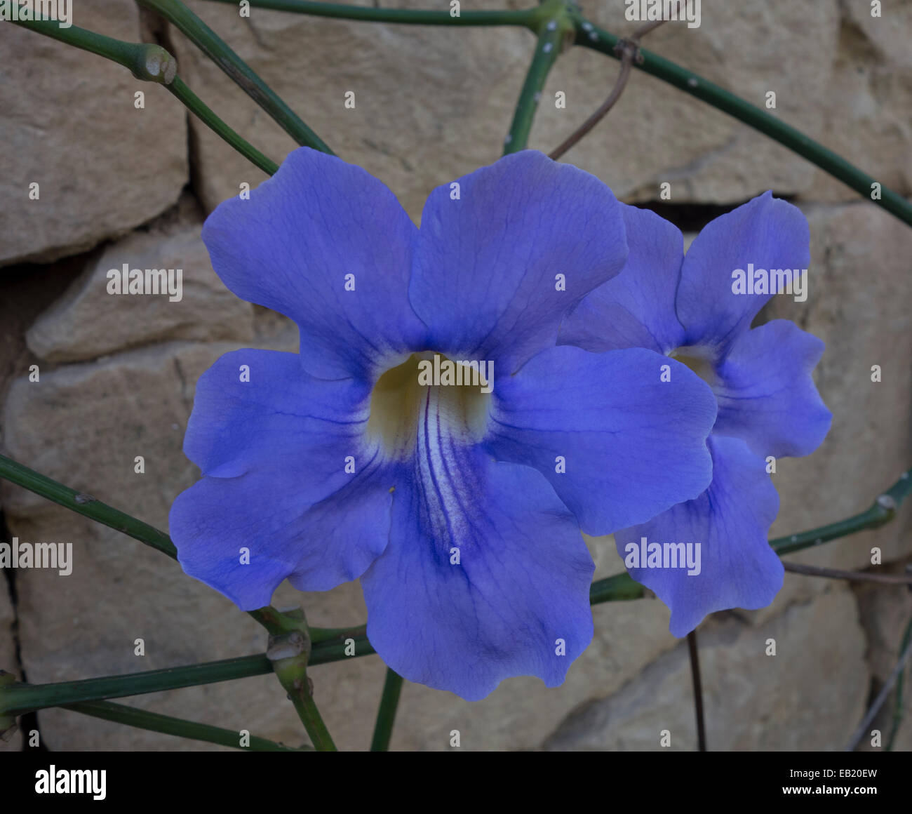 Flower turquoise blue background hi-res stock photography and images ...